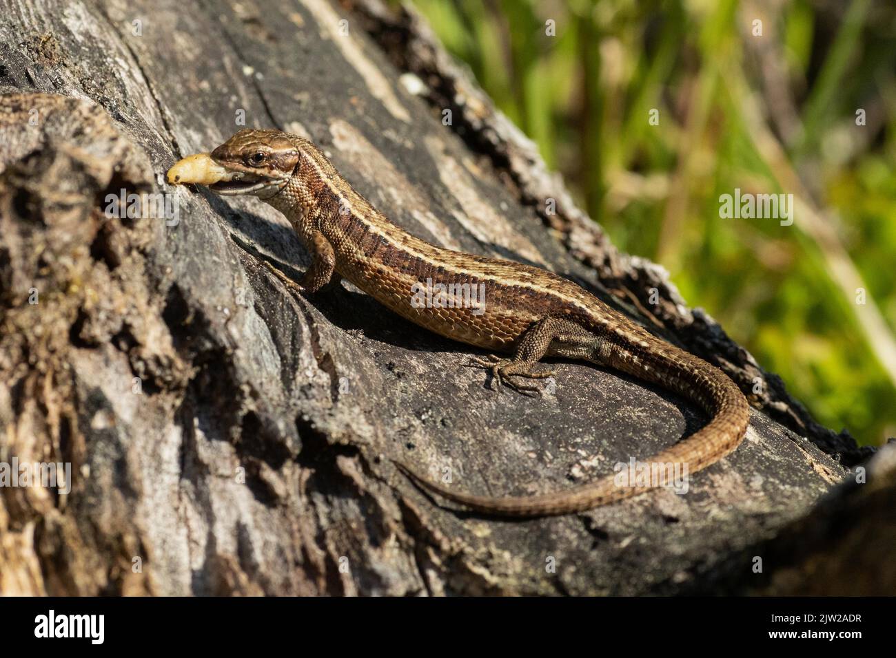 Forest lizard with food in mouth sitting on tree trunk seen on left ...