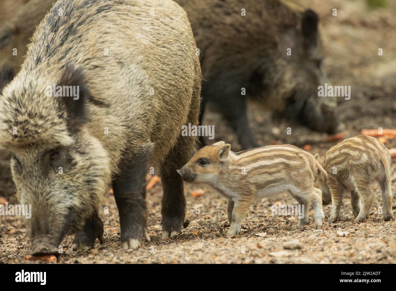Wild boar two adults and two juveniles standing on forest floor ...