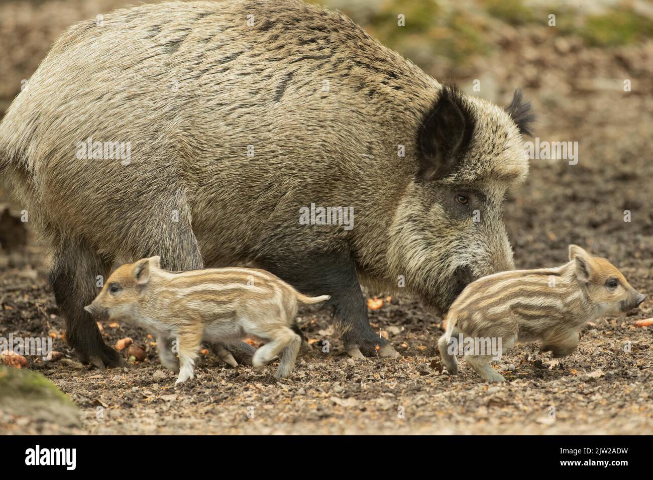 Wild boar Old animal and two young animals standing on forest floor and ...