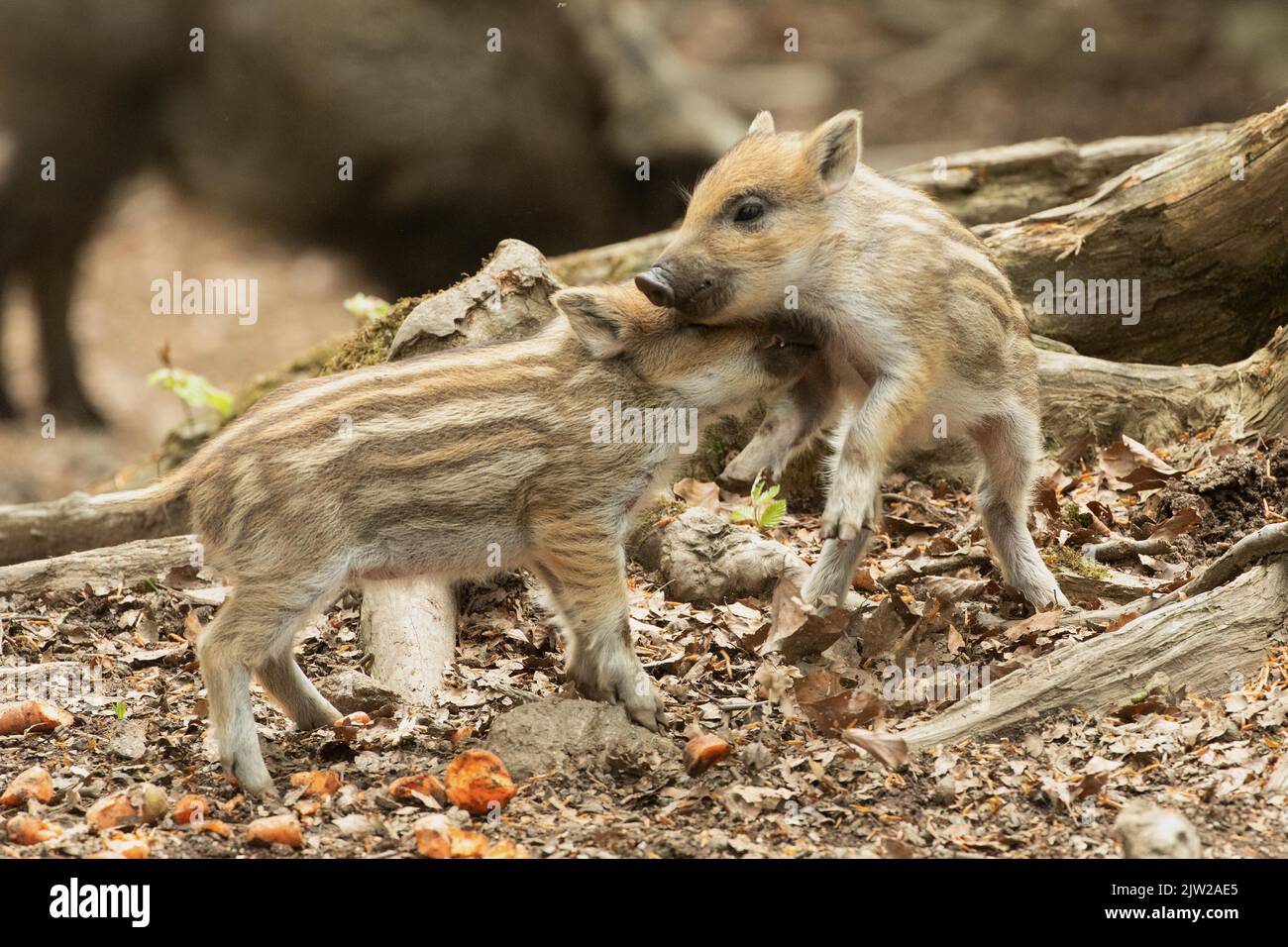 Wild boar seeing two young animals standing and jumping on forest floor ...