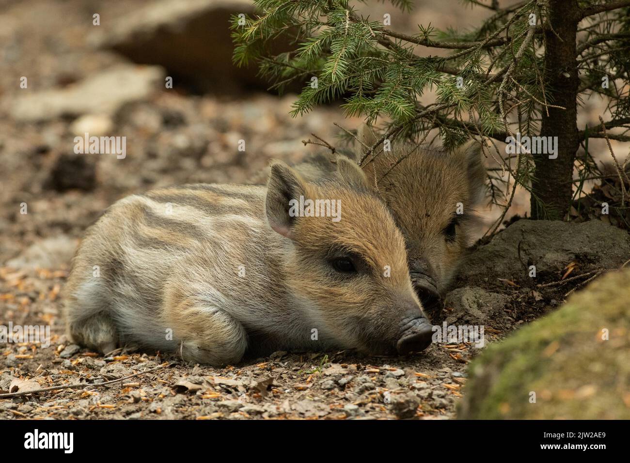 Wild boar two young lying on forest floor seen from front right Stock ...