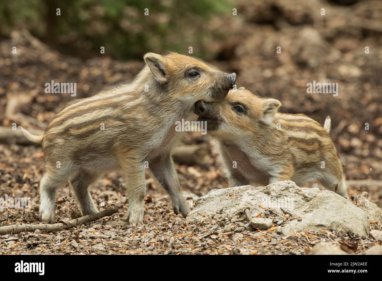 Wild boar two cubs standing on forest floor playing looking at each ...