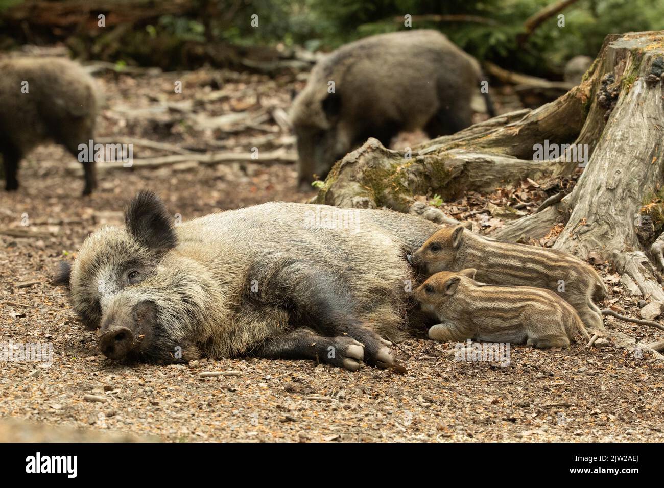 Wild boar Old animal lying and two young animals lying sucking looking ...