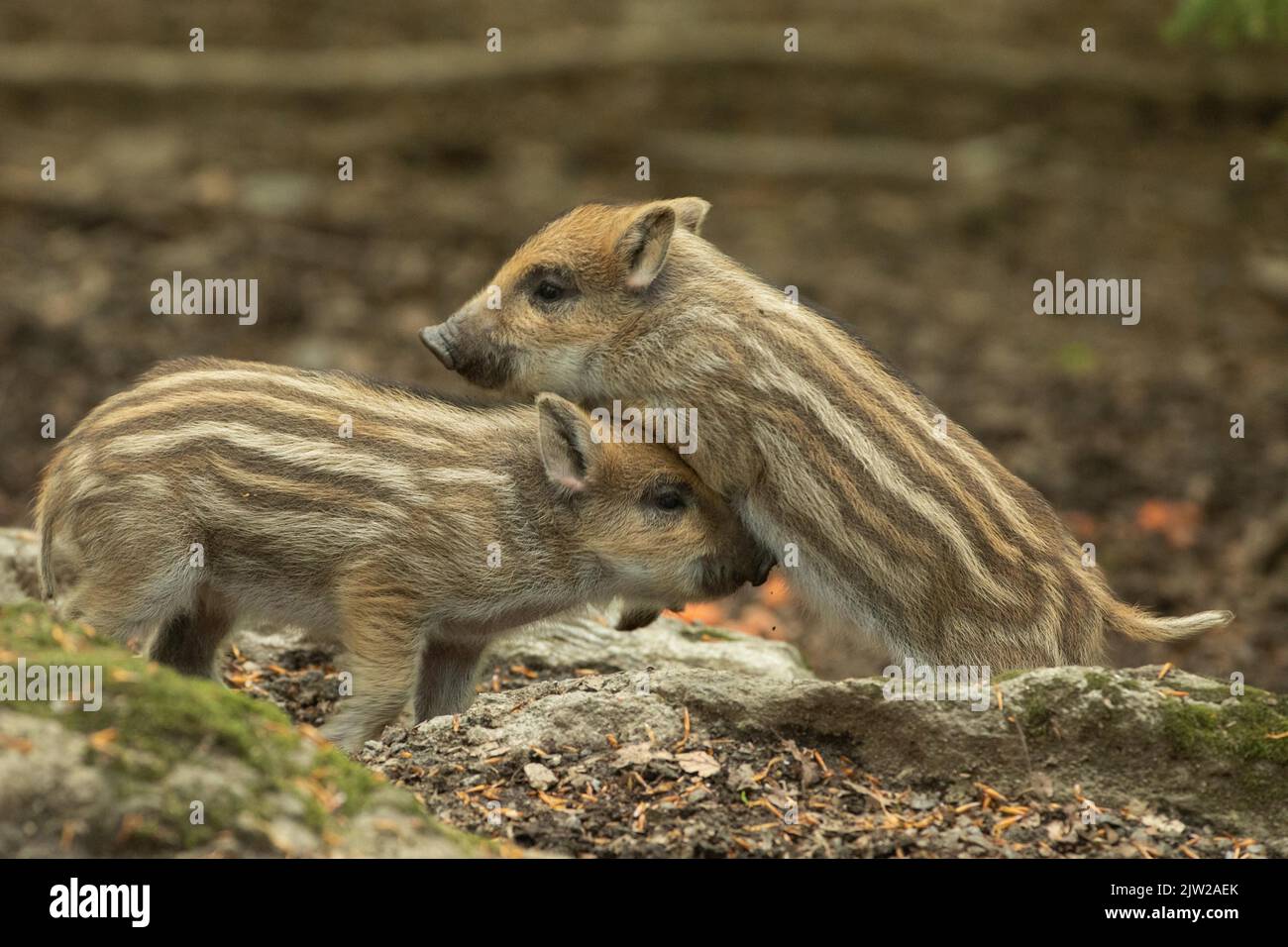 Wild boar seeing two young animals standing and jumping on forest floor ...