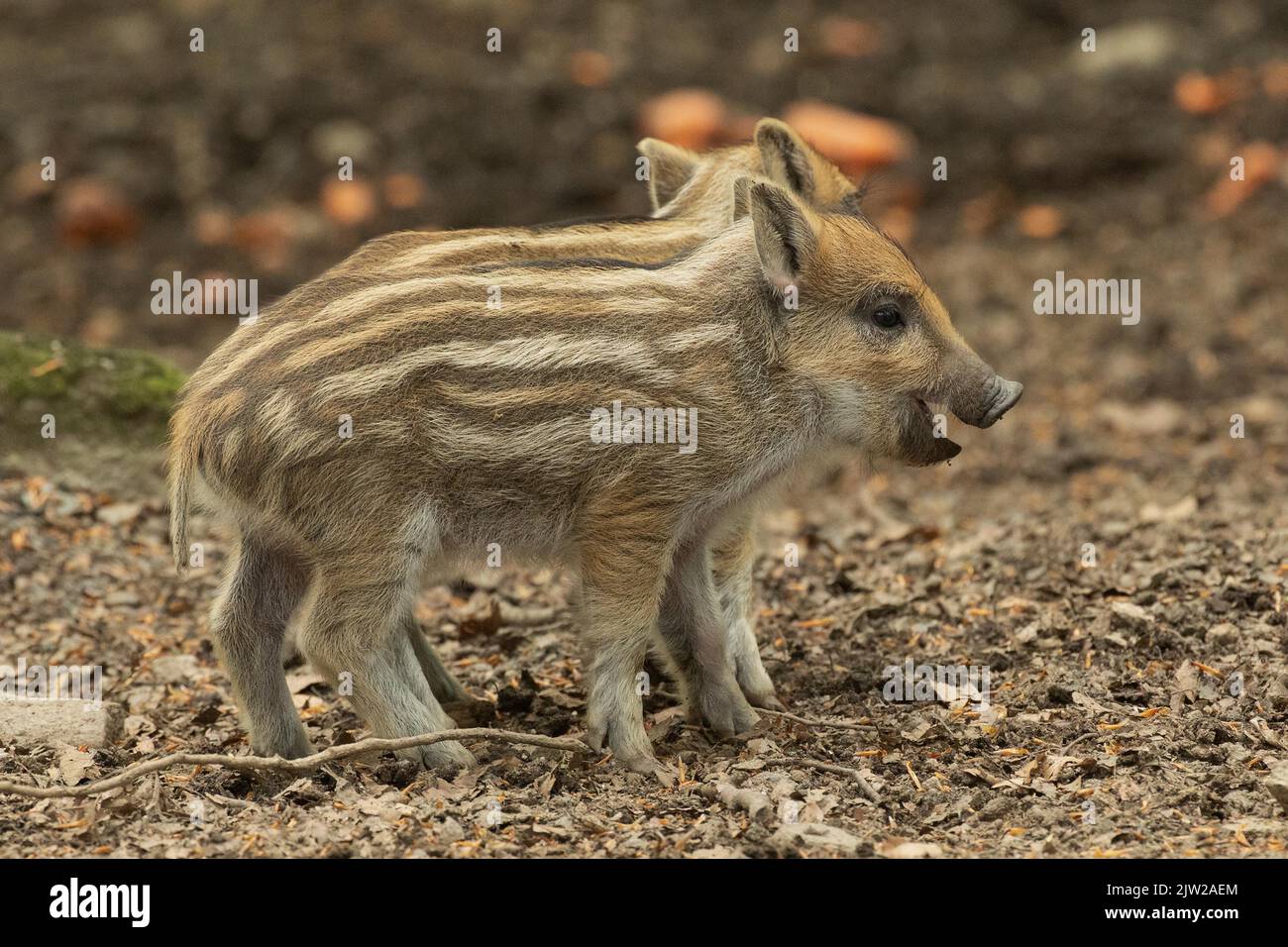 Wild boar cubs hi-res stock photography and images - Alamy