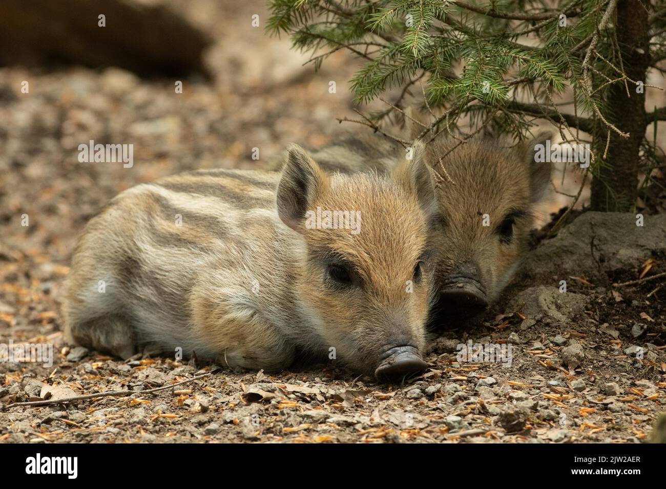 Wild boar two young lying on forest floor looking from the front Stock ...