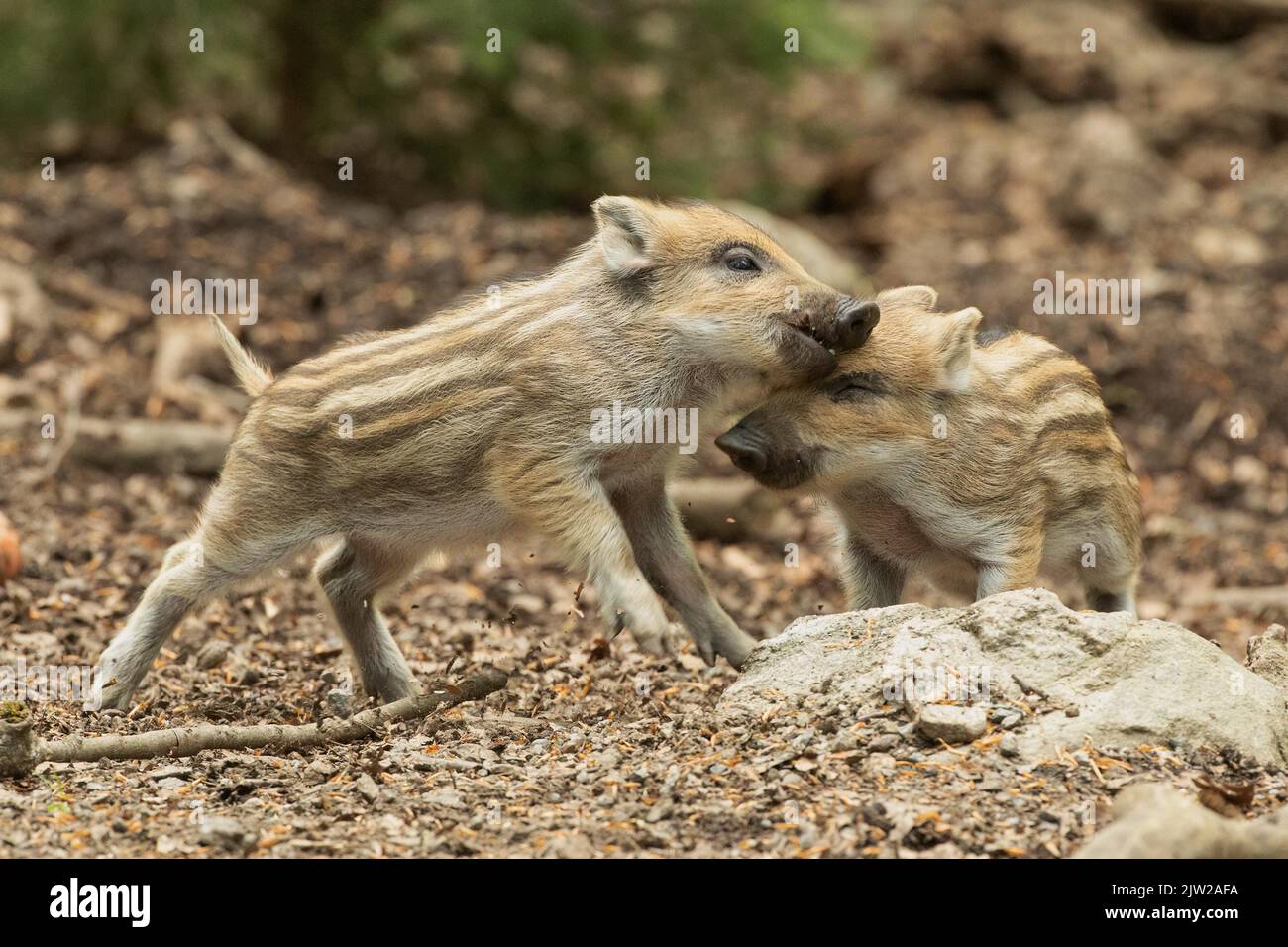 Wild boar cubs hi-res stock photography and images - Alamy