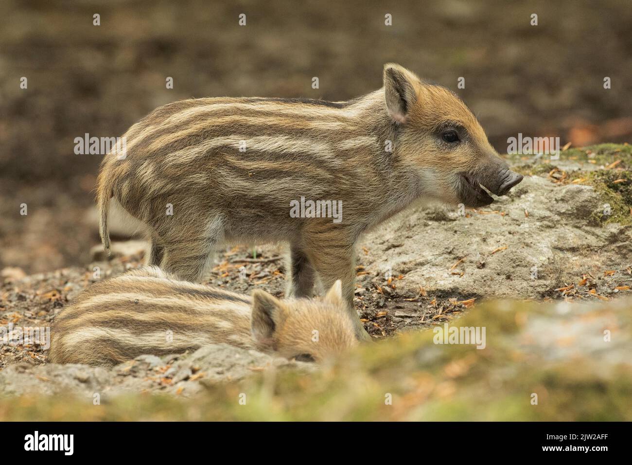 Wild boar young hi-res stock photography and images - Alamy