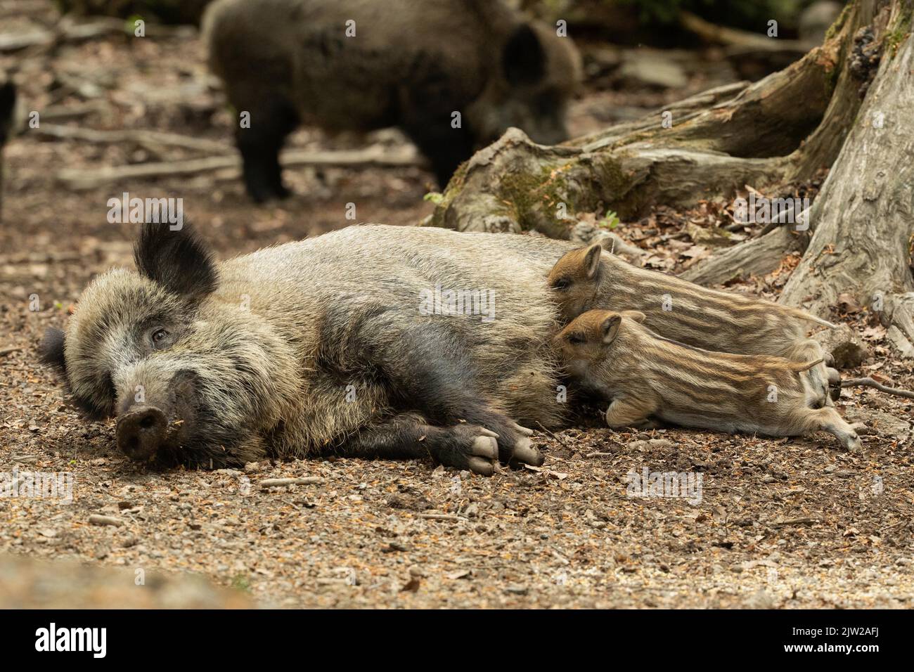Wild boar Old animal lying and two young animals lying sucking looking ...
