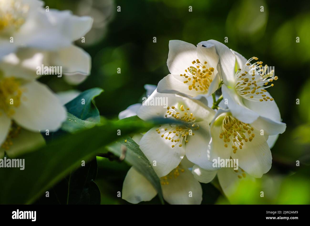 Beautiful blooming jasmine bush in the summer garden Fine ornamental ...