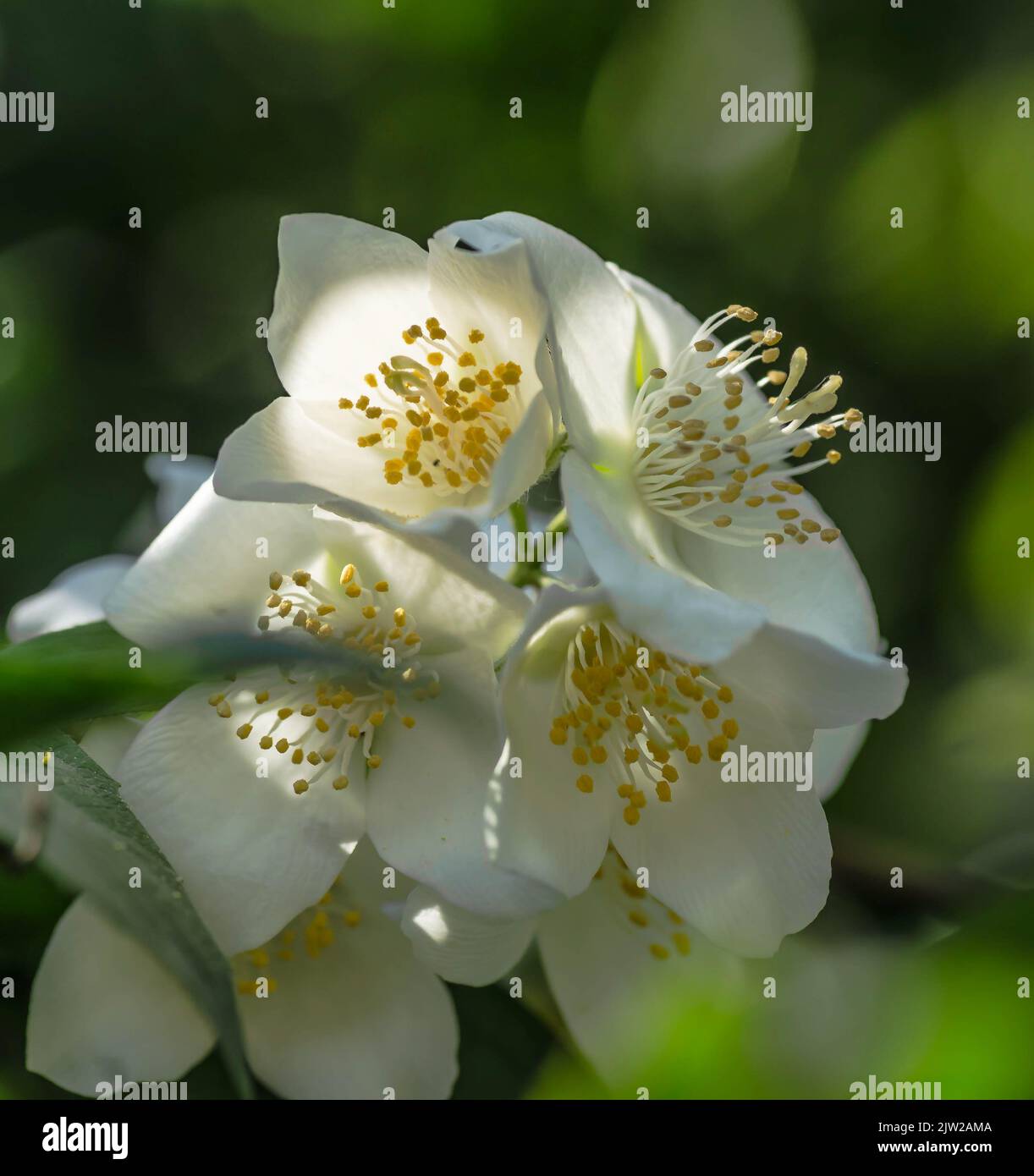 Beautiful blooming jasmine bush in the summer garden Fine ornamental ...