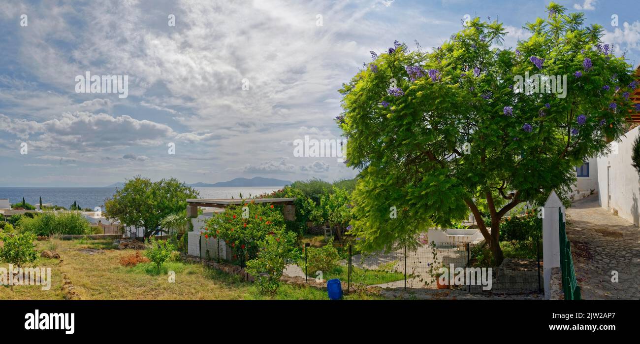 Noble common lilac (Syringa vulgaris) tree with view of Isola di ...