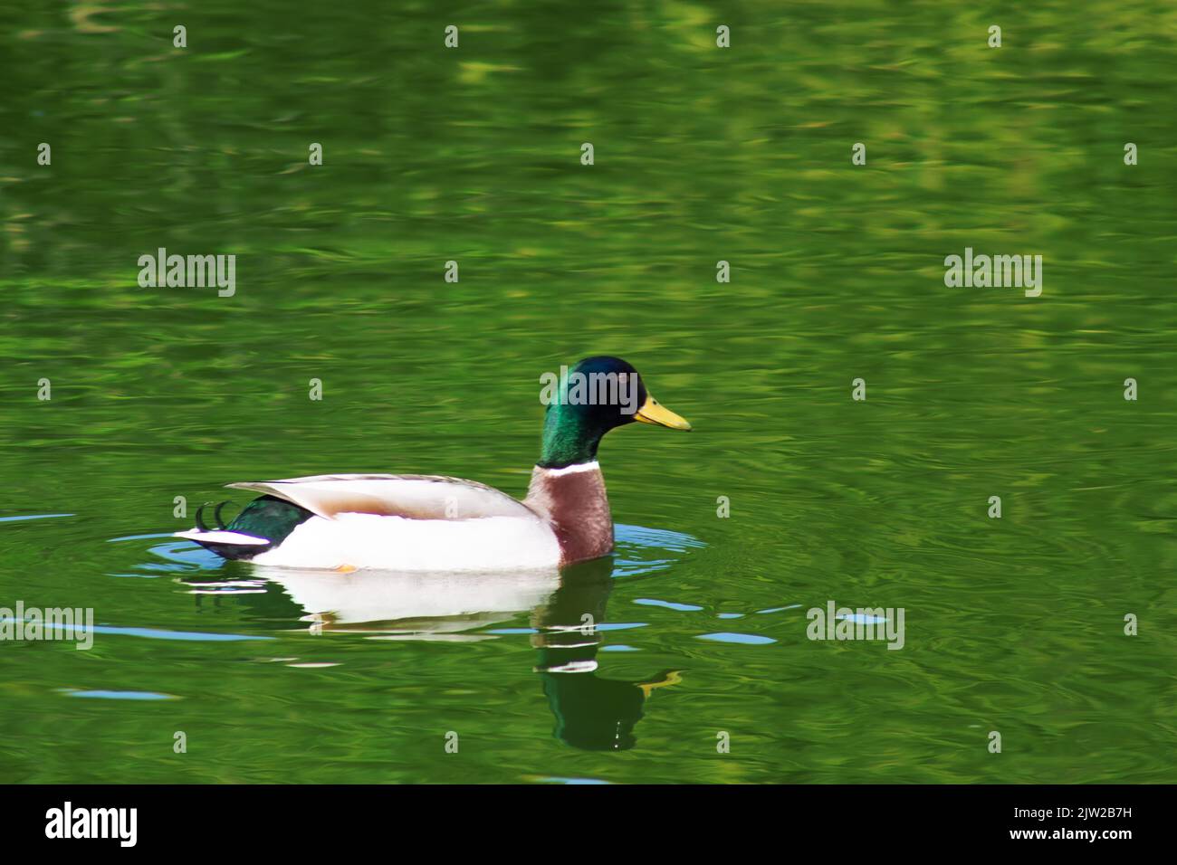 Green duck hi-res stock photography and images - Alamy