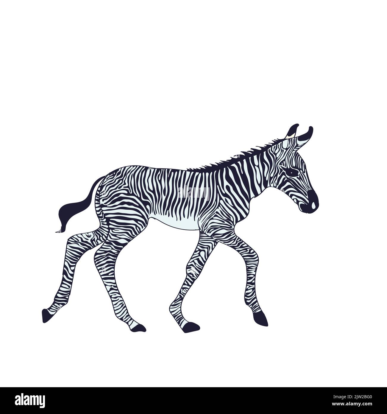 Cute little zebra cub vector character over white background Stock ...
