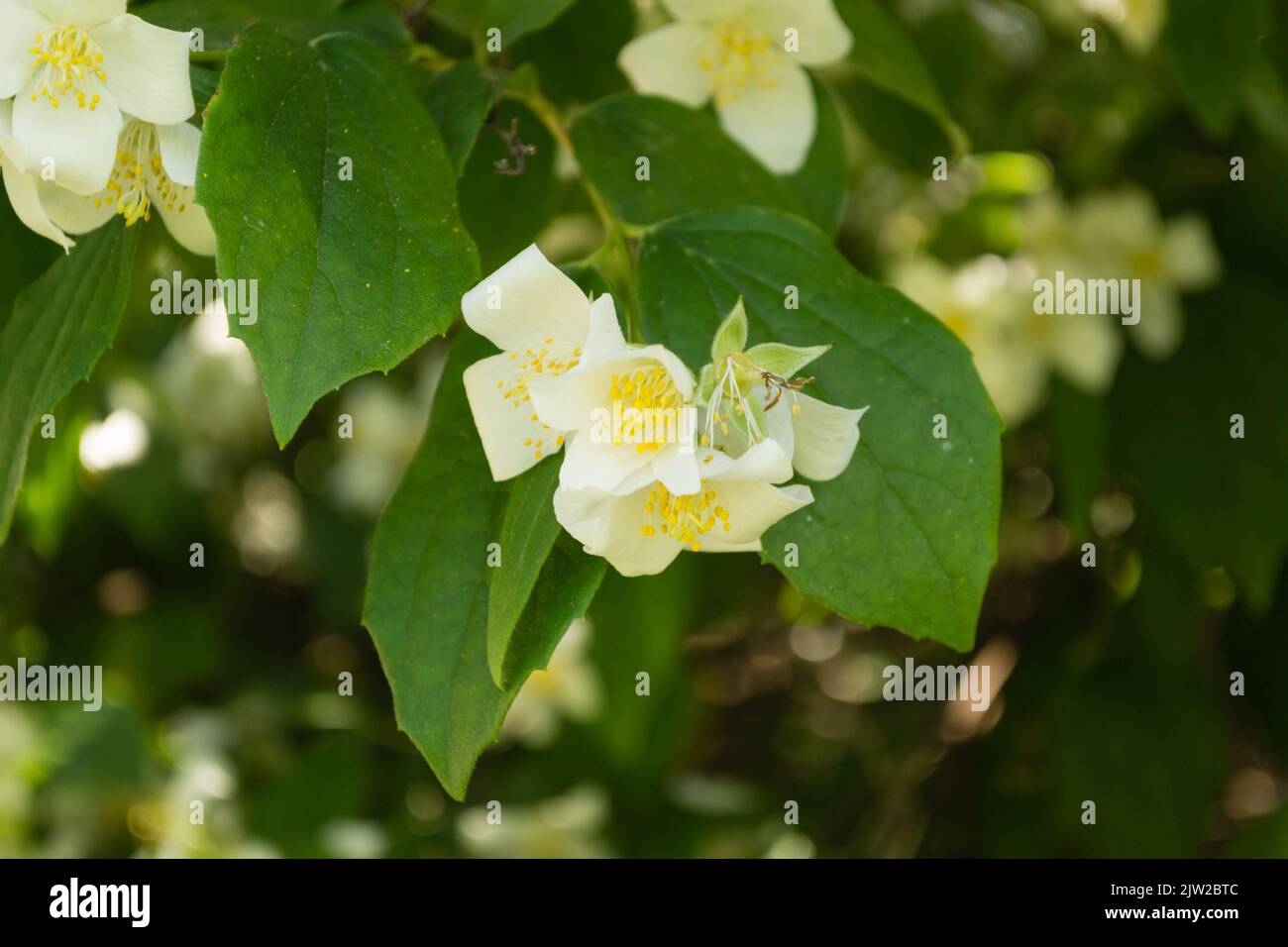 Beautiful blooming jasmine bush in the summer garden Fine ornamental ...