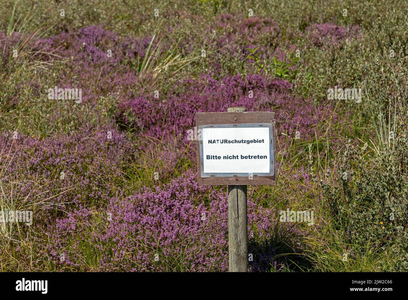 No Trespassing sign, nature reserve, heather, Amrum Island, North ...