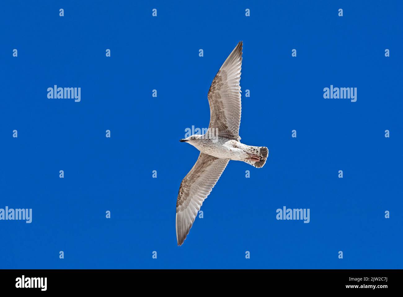 Flying young seagull, Amrum Island, North Frisia, Schleswig-Holstein ...