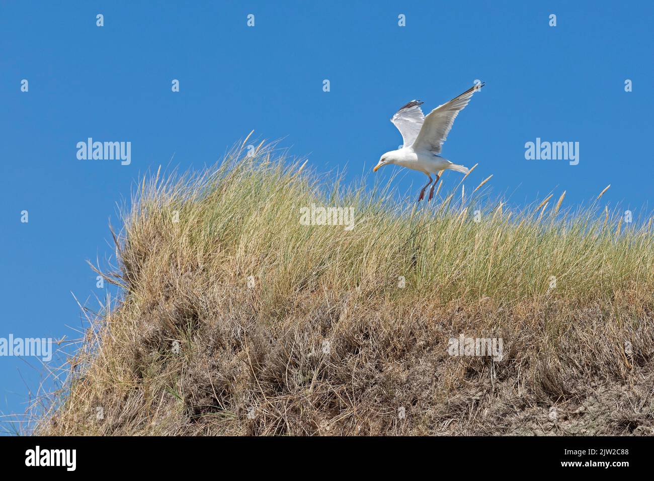 Landing european herring gull (Larus argentatus), dunes, Amrum Island ...