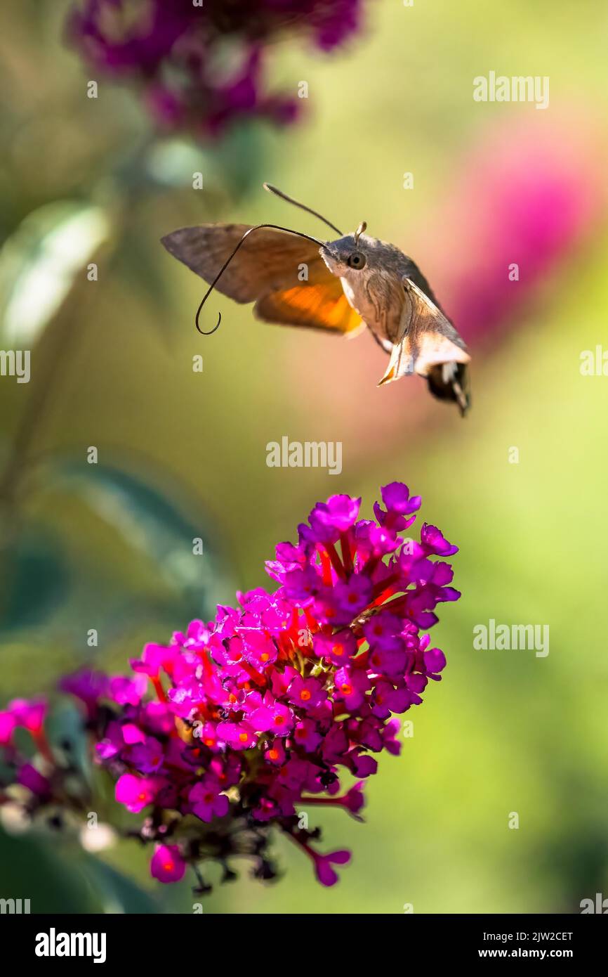 Hummingbird hawk-moth (Macroglossum stellatarum), flying, approaching ...