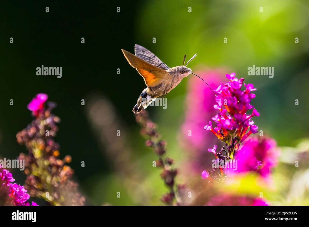 Hummingbird hawk-moth (Macroglossum stellatarum), flying, sucking ...