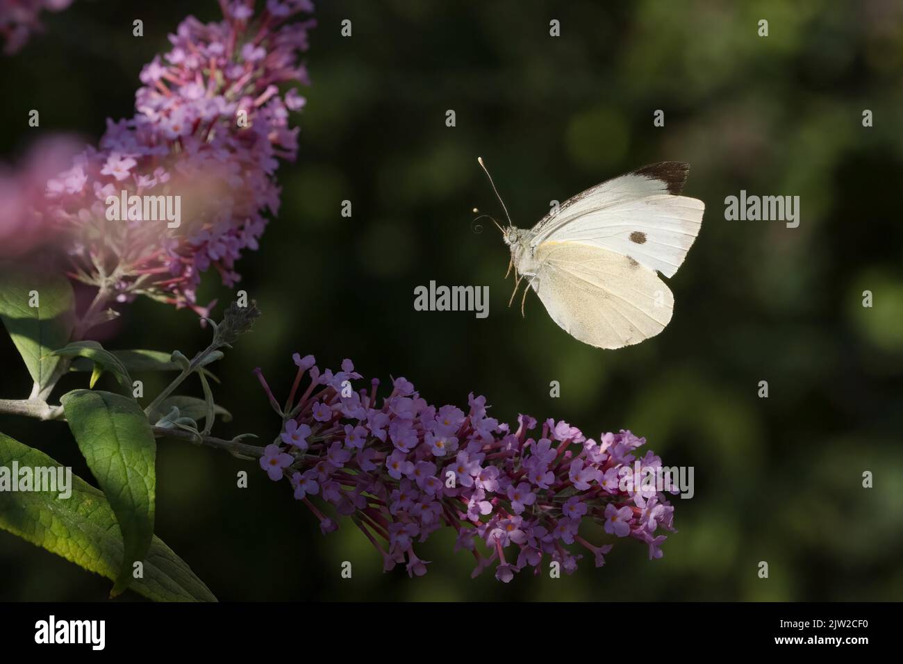 Cabbage butterfly (Pieris brassicae), flying, approaching flower of ...