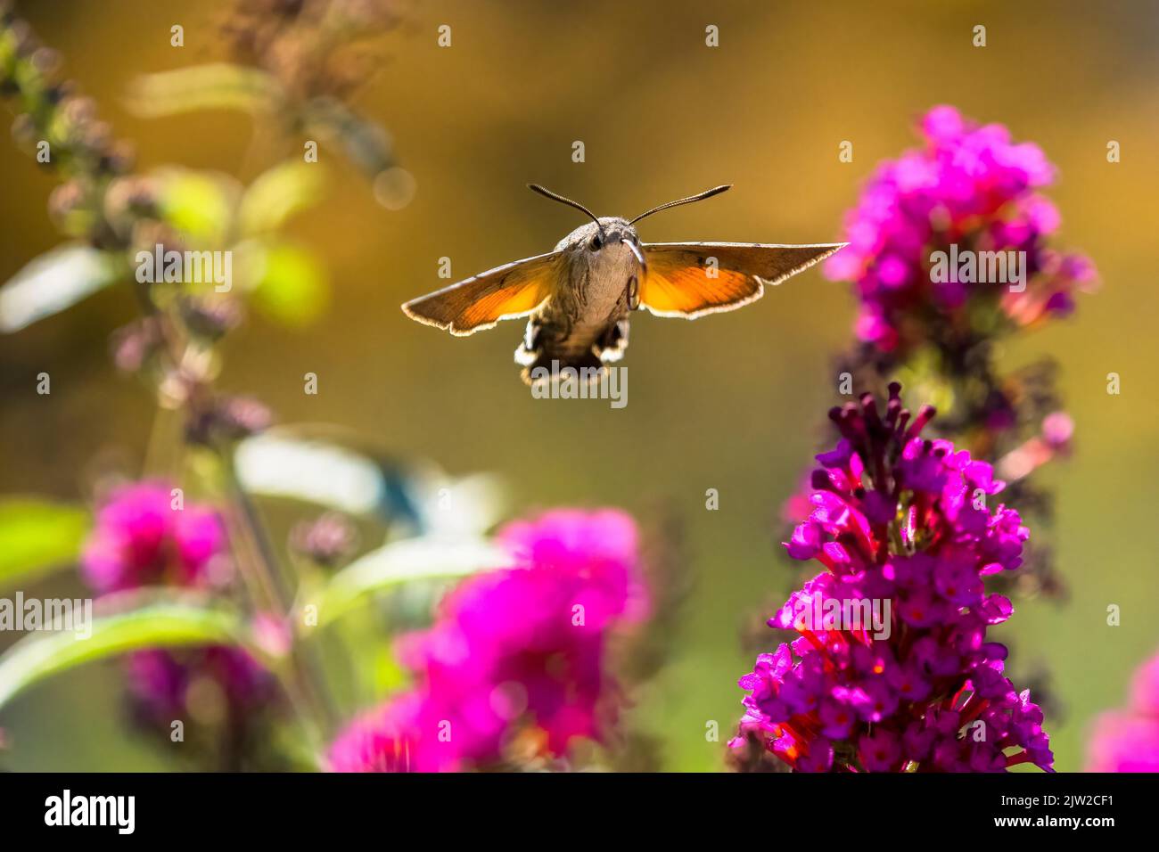 Hummingbird hawk-moth (Macroglossum stellatarum), flying, approaching ...