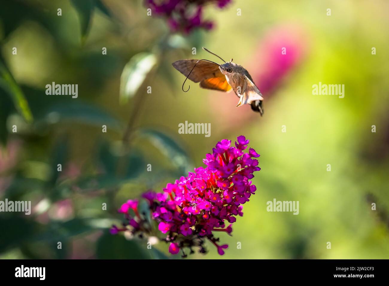Hummingbird hawk-moth (Macroglossum stellatarum), flying, approaching ...