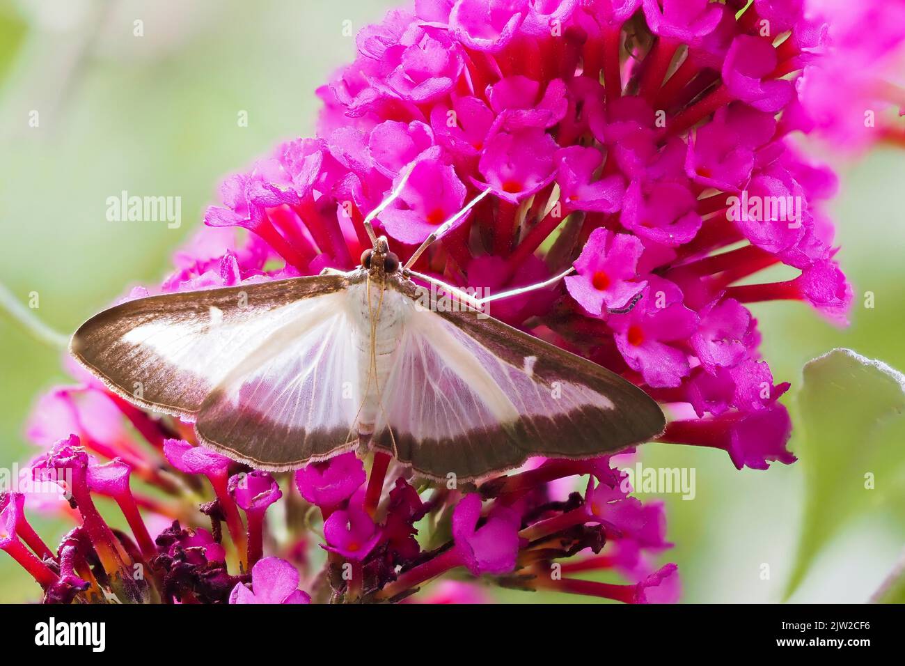 Box tree moth (Cydalima perspectalis) on butterfly-bush (Buddleja ...