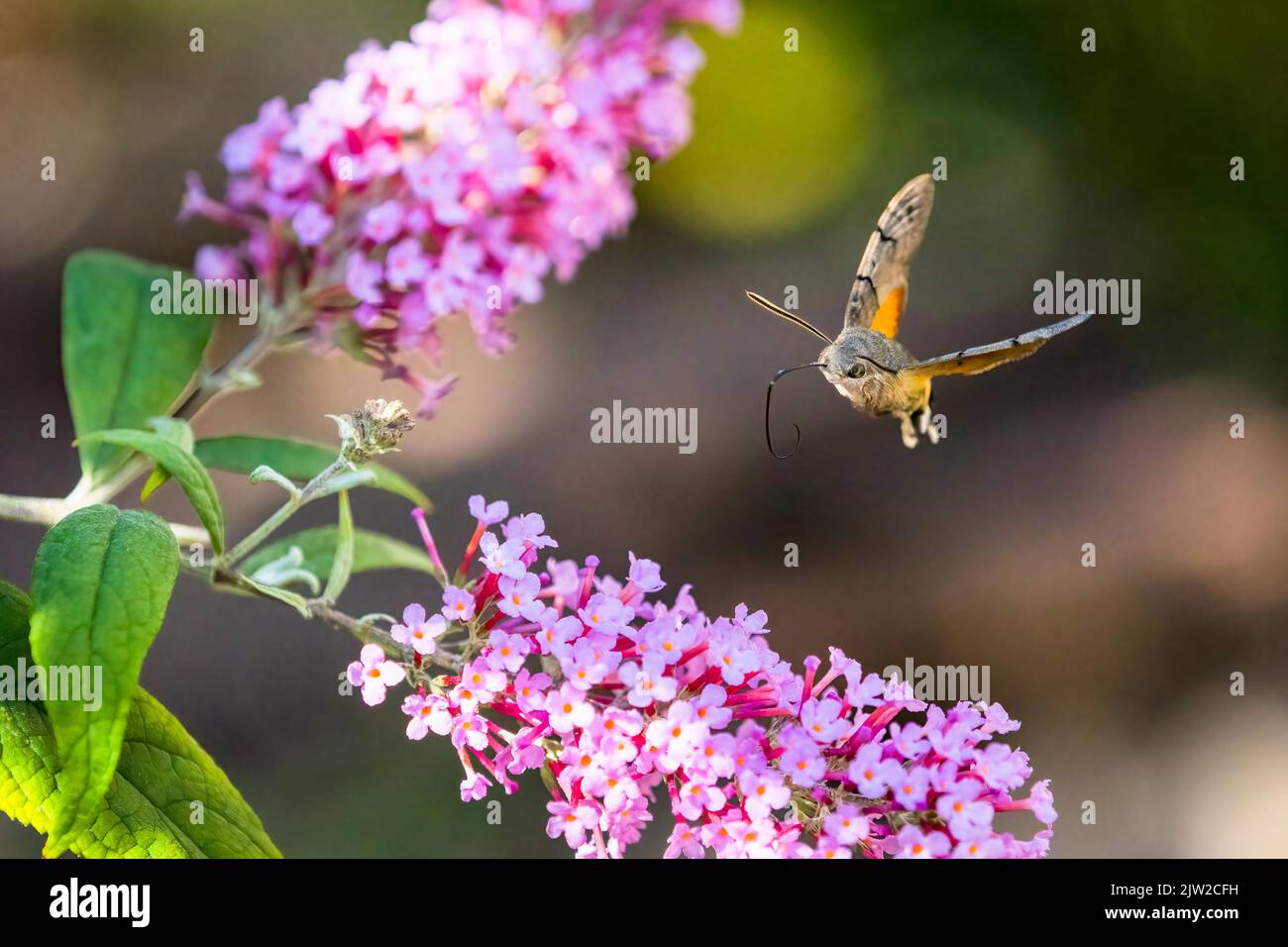 Hummingbird hawk-moth (Macroglossum stellatarum), flying, approaching ...