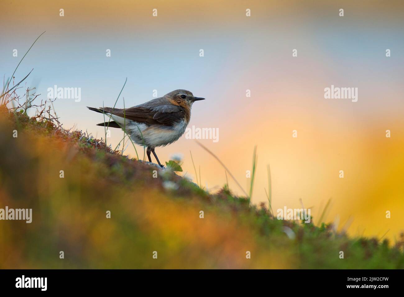 Scandinavian thrush hi-res stock photography and images - Alamy