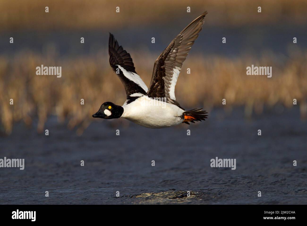 Goldeneye in flight hi-res stock photography and images - Alamy