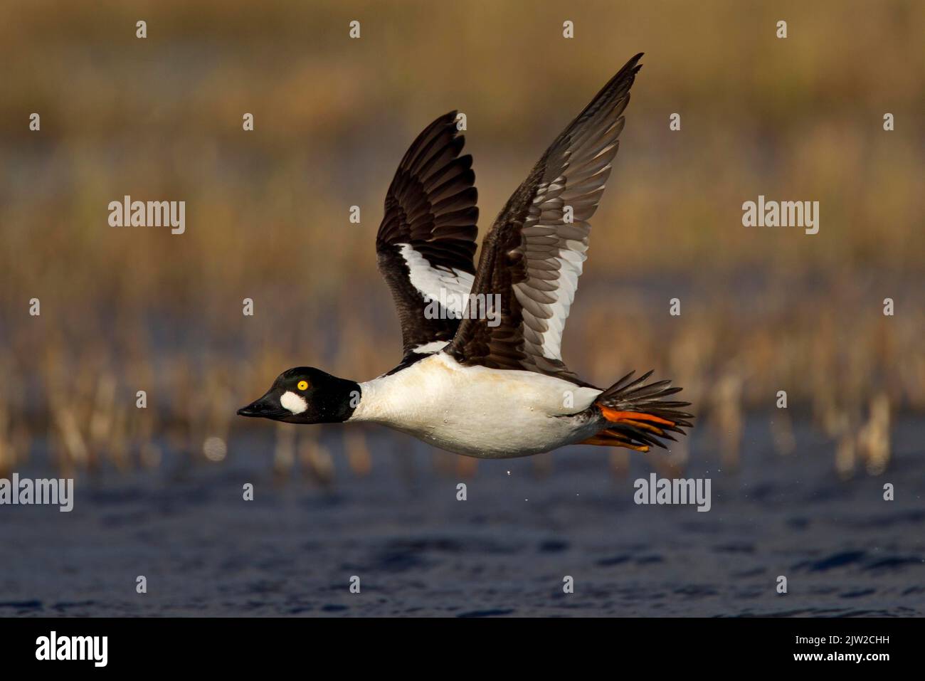 Common Goldeneye (Bucephala clangula), male in flight, Kainuu, Finland ...