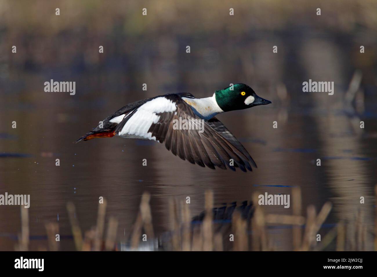Common Goldeneye (Bucephala clangula), male in flight, Kainuu, Finland ...