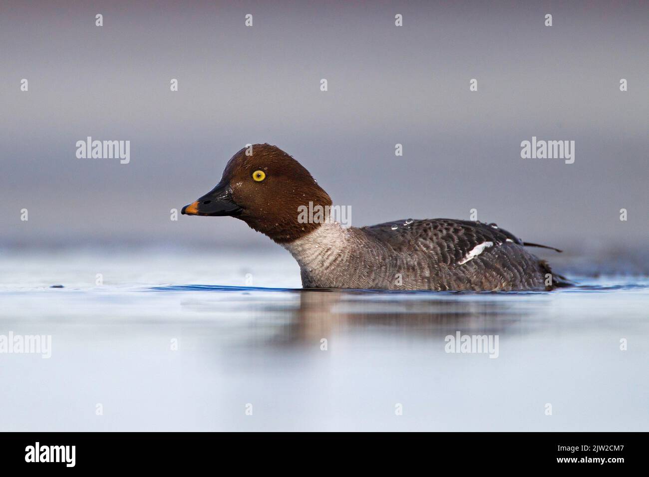 Female common goldeneye duck hi-res stock photography and images - Alamy