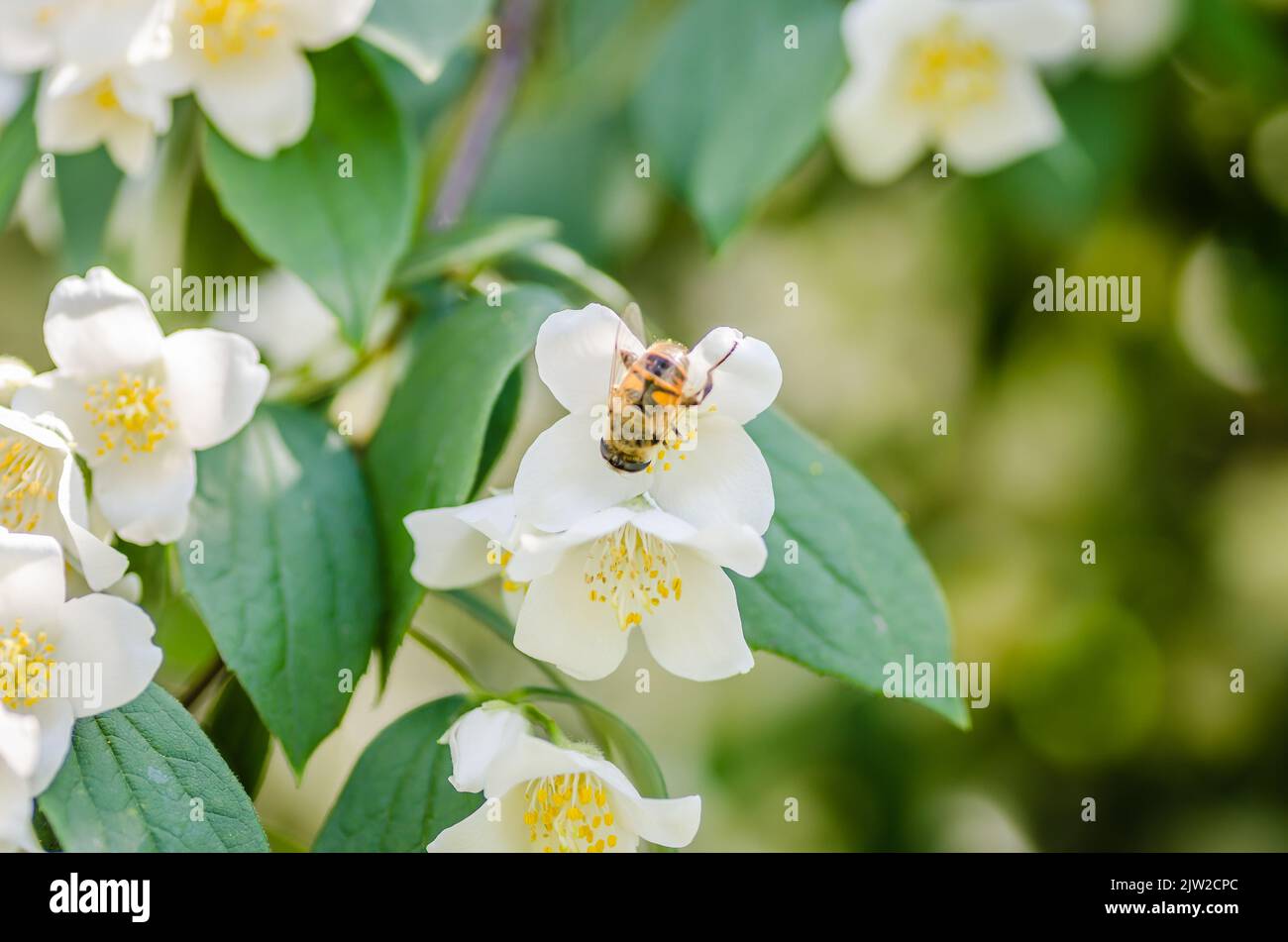A honey bee on the beautiful flowers of a jasmine bush in a summer ...