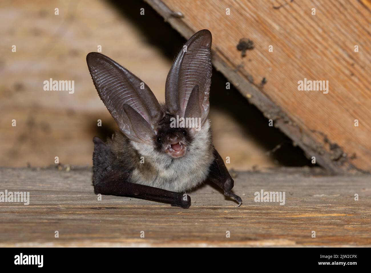Grey long eared bat hi-res stock photography and images - Alamy