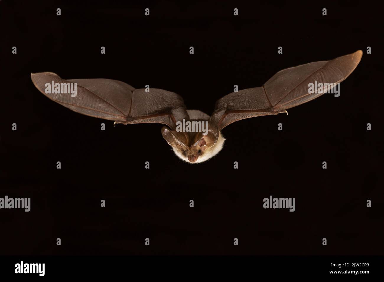 Grey long-eared bat (Plecotus austriacus) in flight, Thuringia, Germany ...