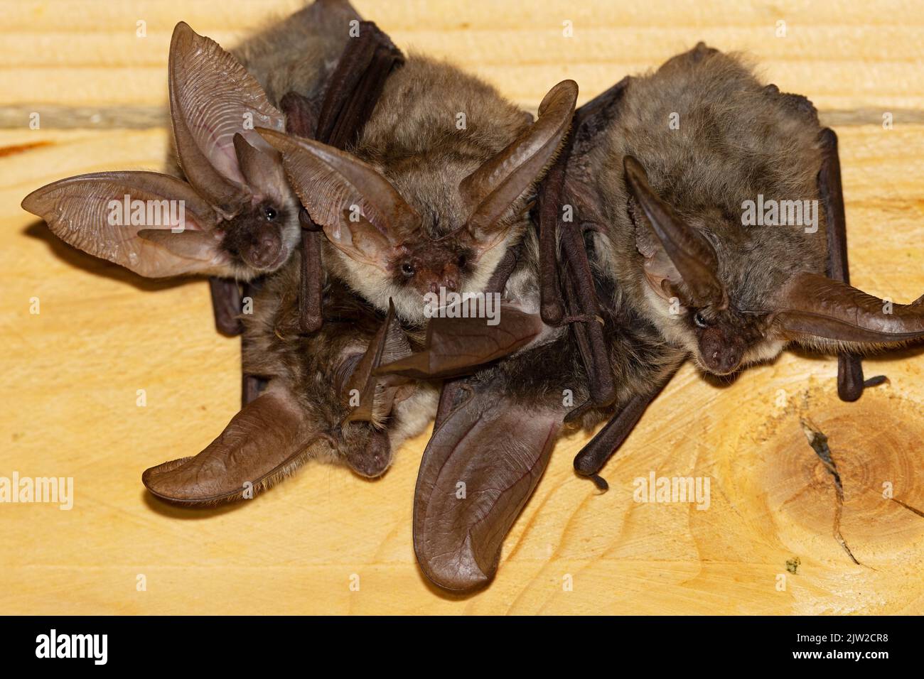Long eared bat behavior hi-res stock photography and images - Alamy