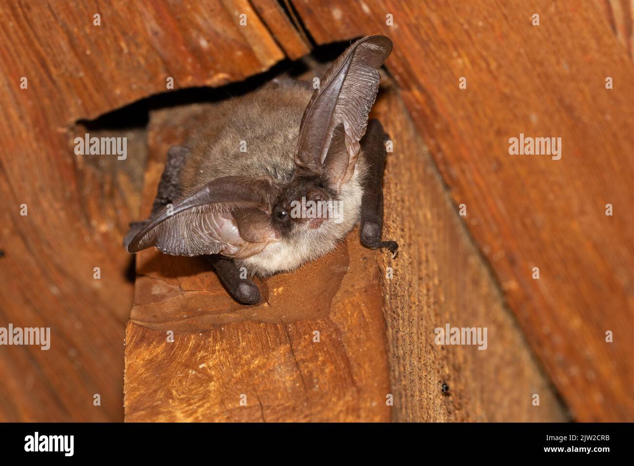 Grey long eared bat hi-res stock photography and images - Alamy