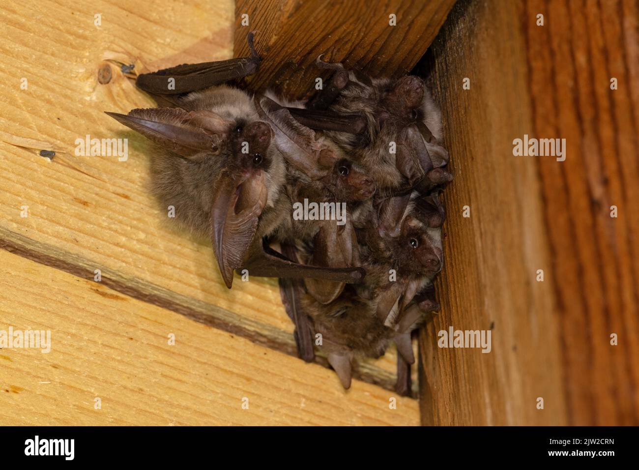 Long eared bat behavior hi-res stock photography and images - Alamy