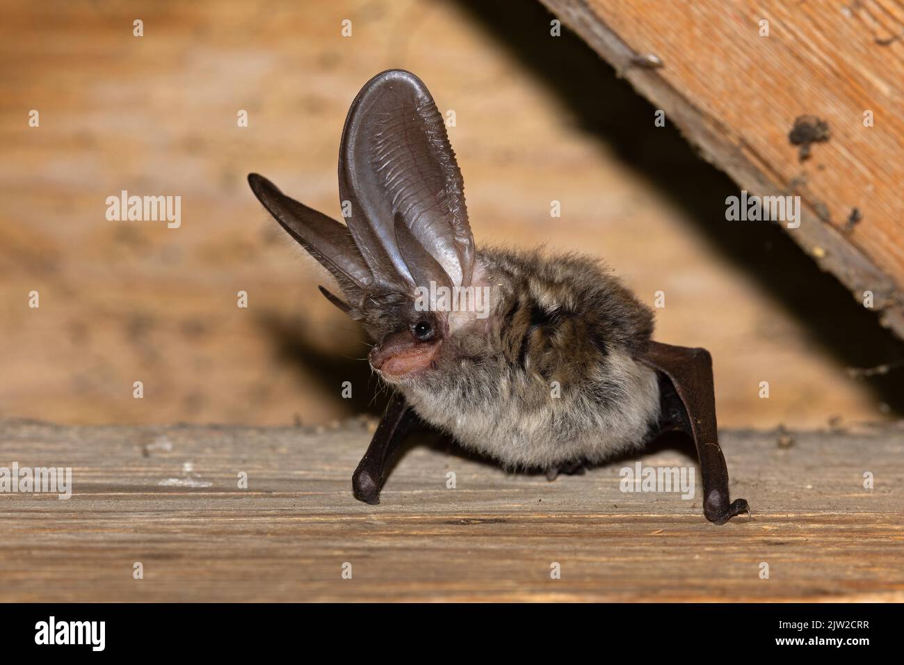 Grey long-eared bat (Plecotus austriacus), Thuringia, Germany Stock ...