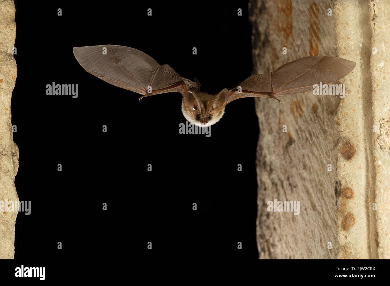 Grey long-eared bat (Plecotus austriacus) in flight, Thuringia, Germany ...