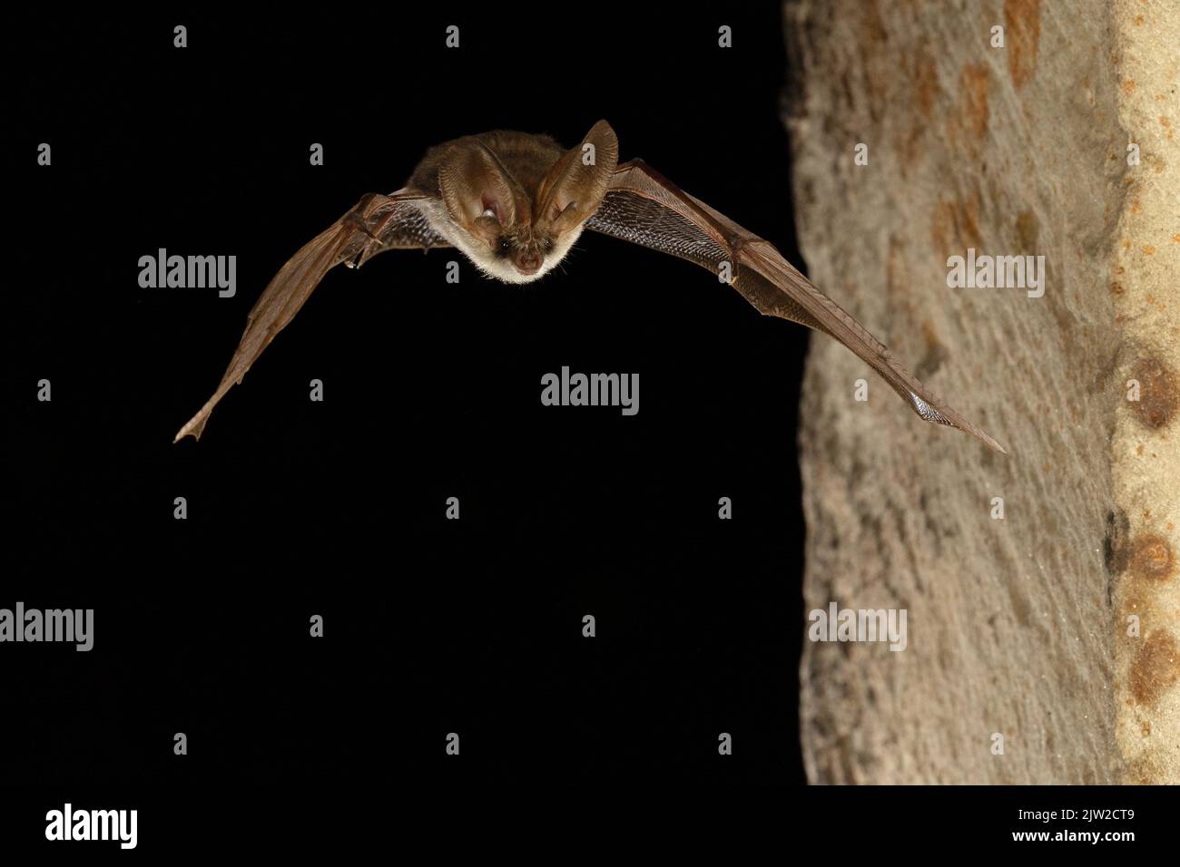 Grey long-eared bat (Plecotus austriacus) in flight, Thuringia, Germany ...