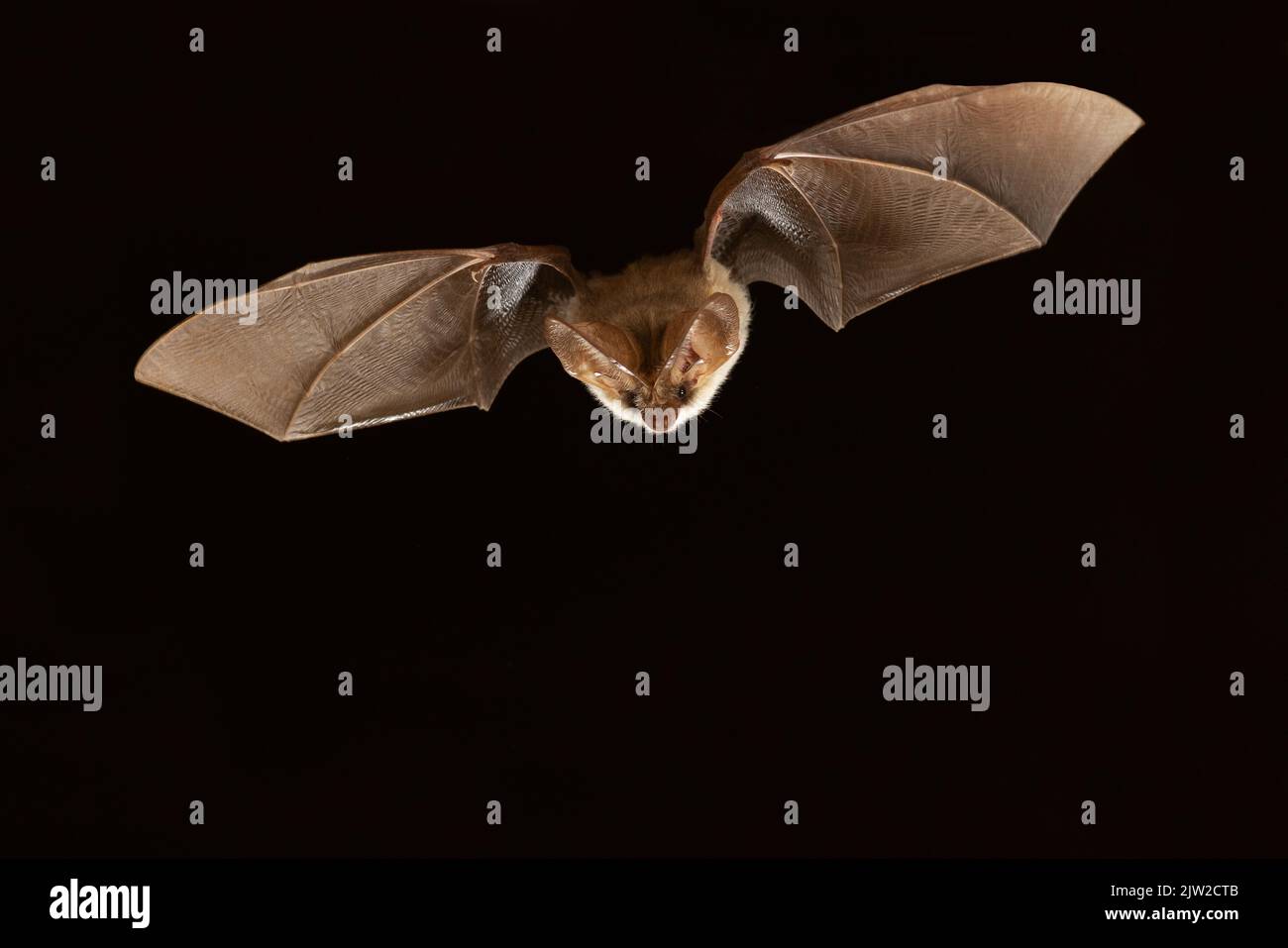 Grey long-eared bat (Plecotus austriacus) in flight, Thuringia, Germany ...