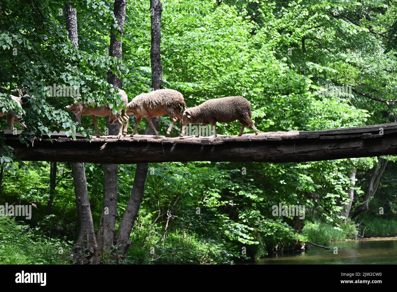 Flock of sheep crossing the river by an old bridge. Kirklareli city ...