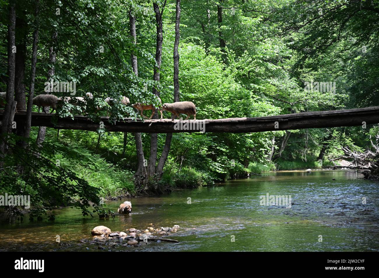 Flock of sheep crossing the river by an old bridge. Kirklareli city ...