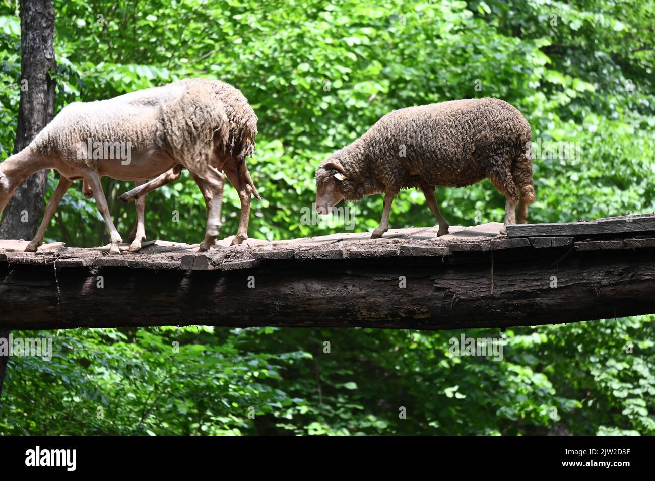Flock of sheep crossing the river by an old bridge. Kirklareli city ...