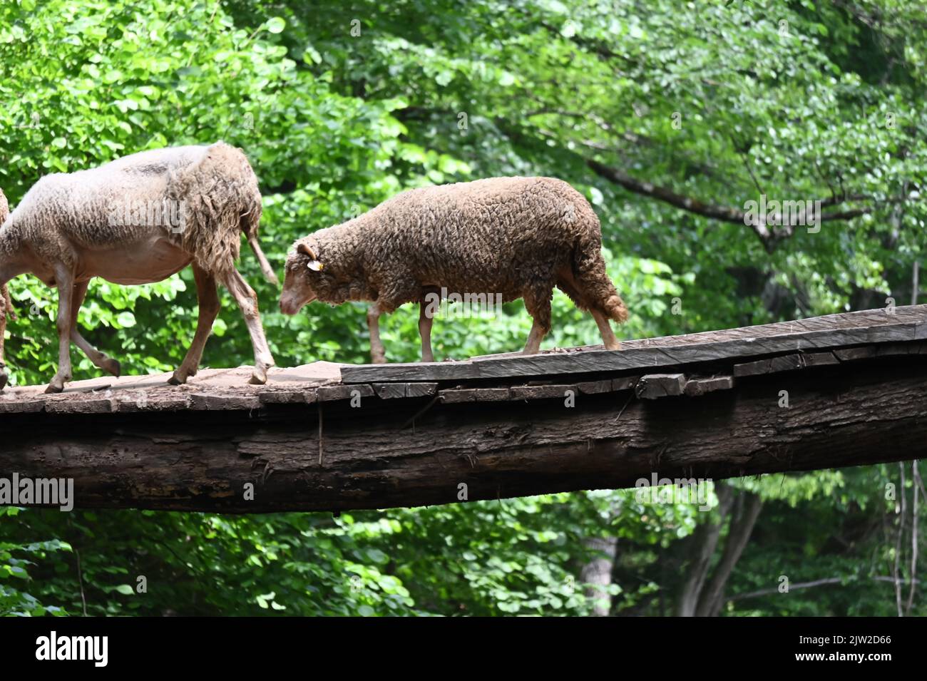 Cattle crossing river black and white hi-res stock photography and images - Alamy