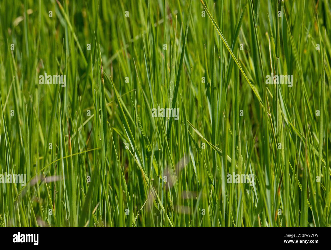 Straw strands hi-res stock photography and images - Alamy