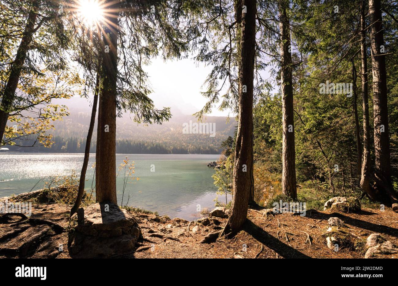 View through the trees of the Eibsee lake at sunrise, Eibsee, Bavaria ...